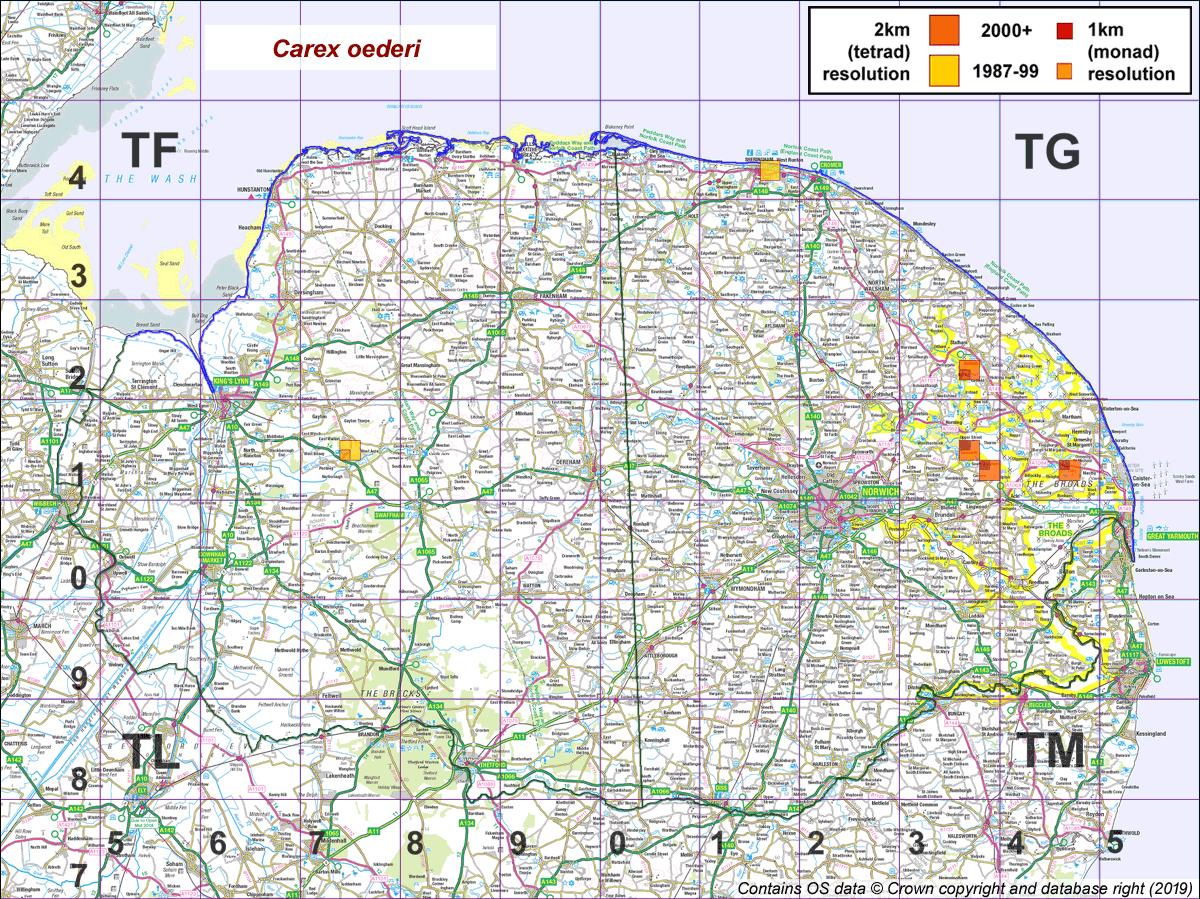 Small-fruited Yellow-sedge | Norfolk Flora Group